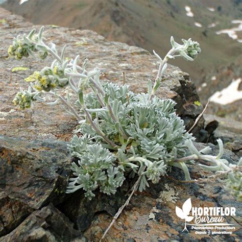 Genepy Piemontese: La Ricetta Segreta Svelata! 🌿🏔️ | Ostaria alla Torre
